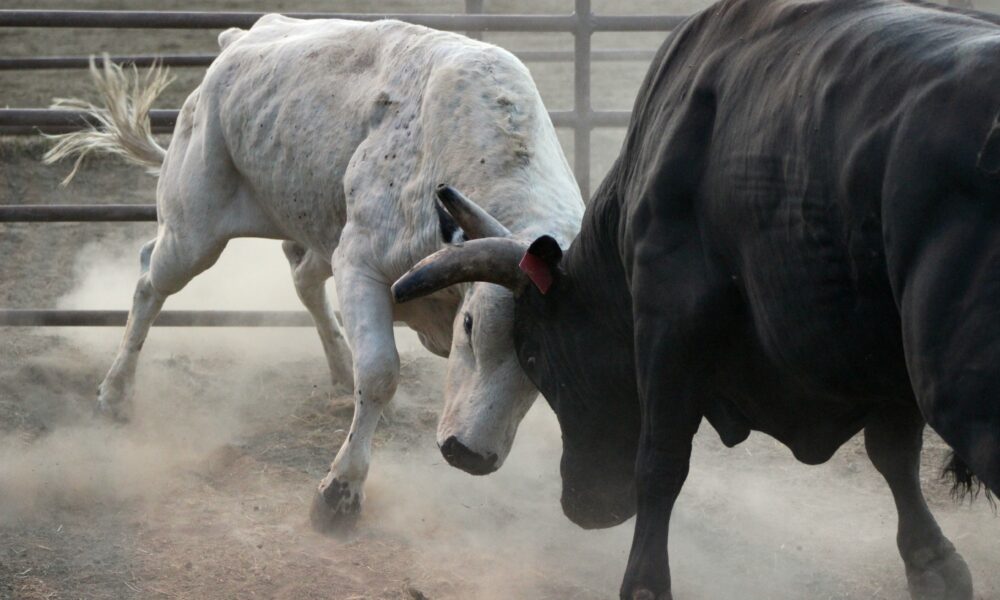 XACT Bull 2 (UCITS) ETF ger den dubbla dagliga avkastningen